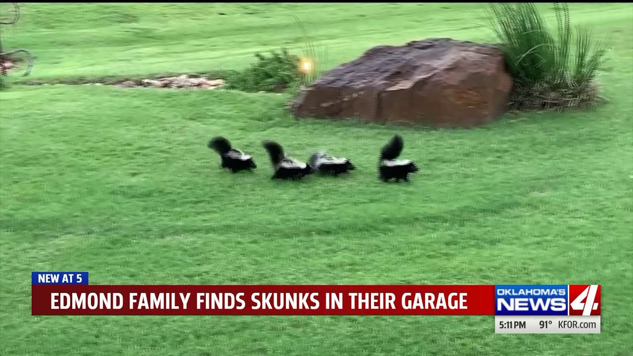 Mother, "friendly" baby skunks find haven at Edmond home; wildlife ...