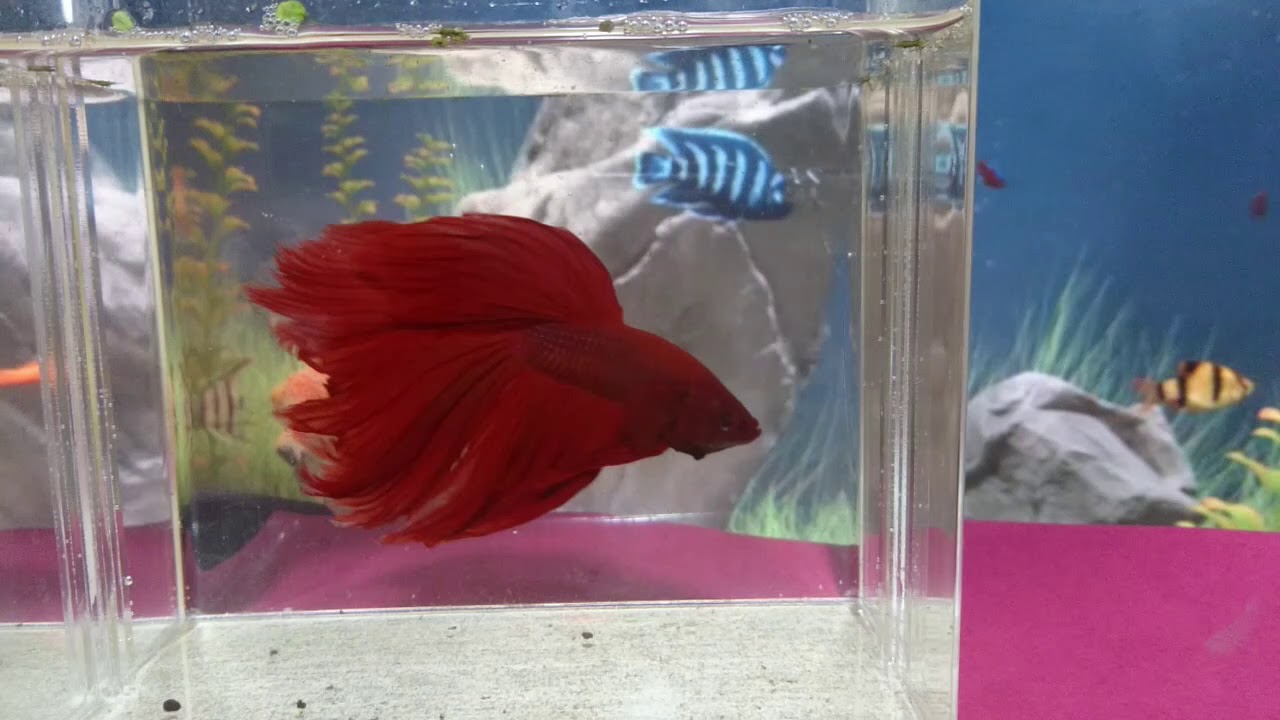 hm super red - YouTube