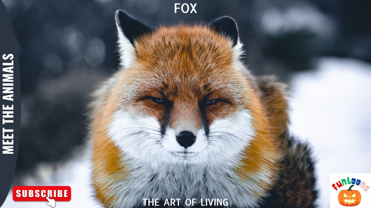 MEET THE ANIMALS | FOX | EDUCATIONAL ANIMATED CHANNEL #meettheanimals # ...