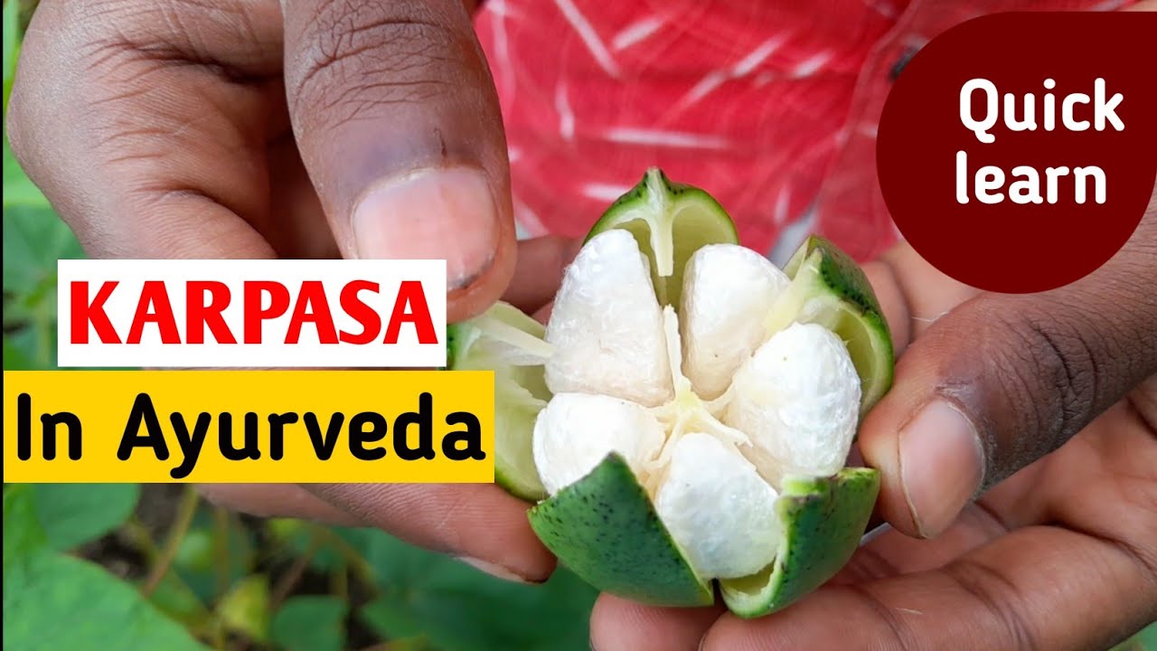 Karpasa in Ayurveda || cotton plant || gossypium herbaceum gossypium ...