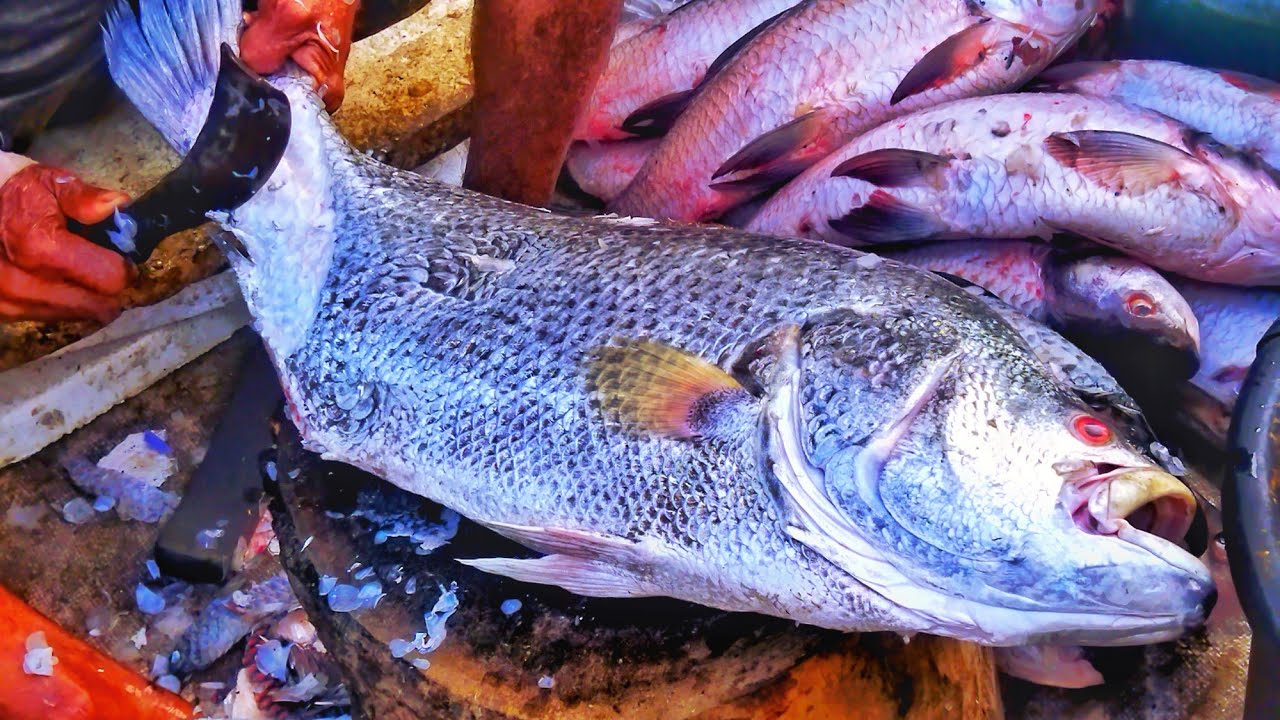 Amazing Biggest Koi Koral 10KG Fish Cutting | Expert Fish Curter Man ...