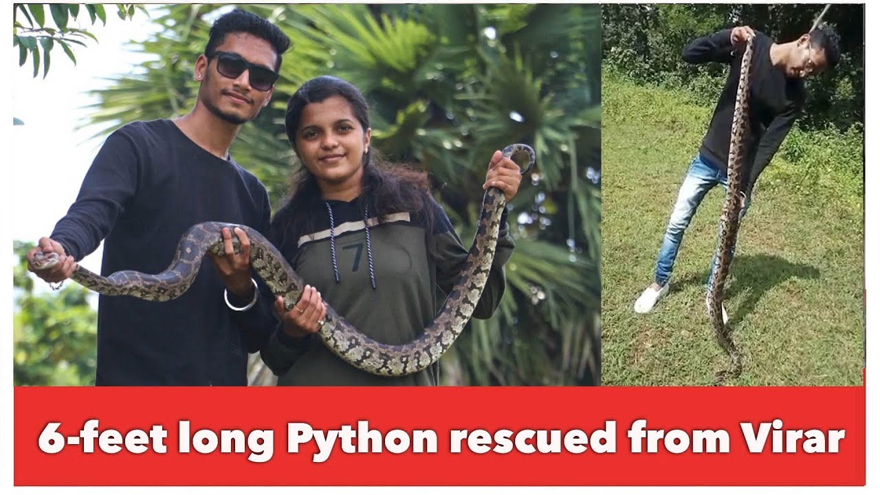 6-feet long Python rescued from Virar - YouTube