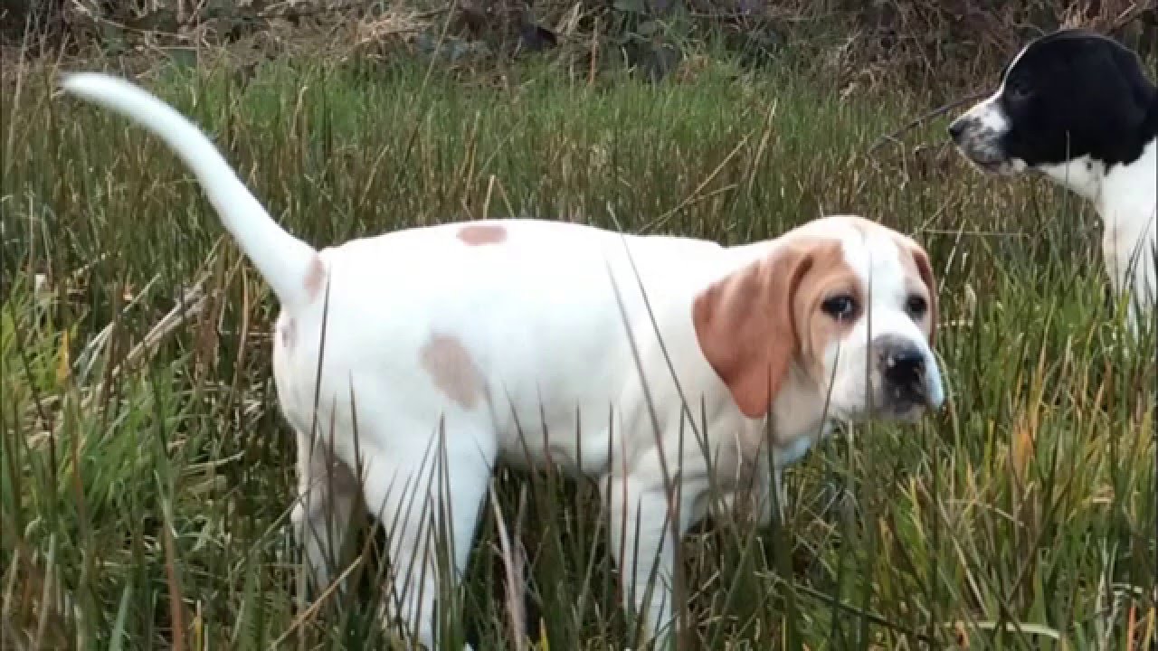Pointer Pup Training First 11 months - YouTube