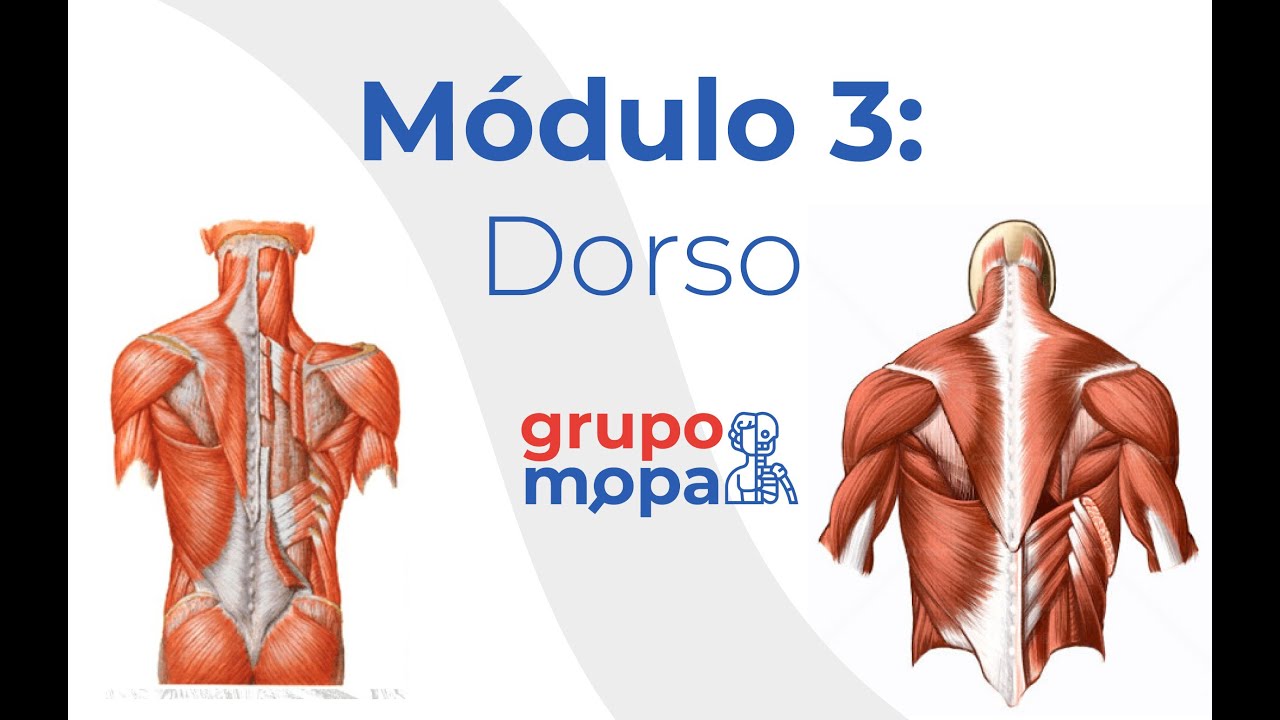 Huesos del dorso - YouTube