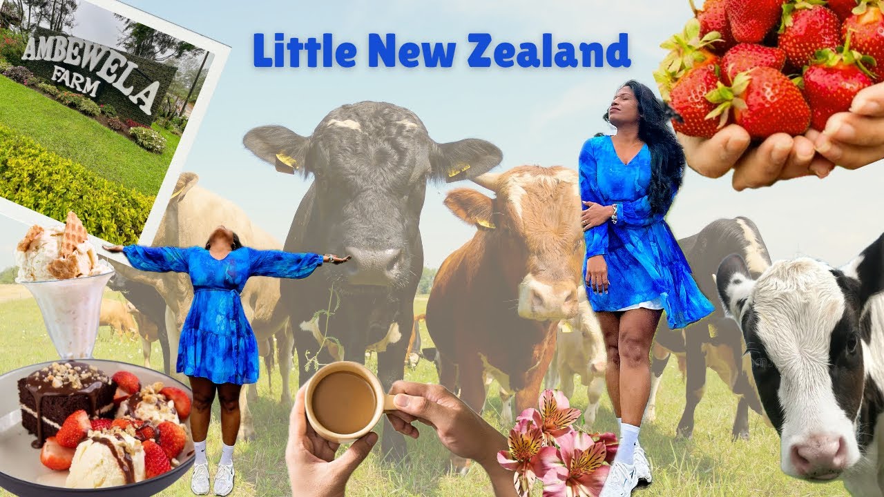 Ambewela farm | Sri Lankaலயே Biggest Dairy farm? | Jagro Strawberry 🍓 ...