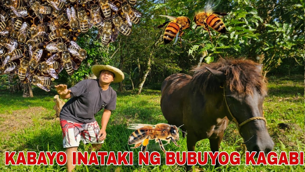 Inataki ng nakamamatay na pukyotan ating kabayo kahapon Kawawa ating ...