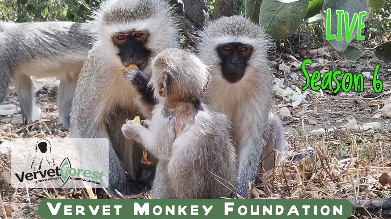 Join us for an exclusive look into the daily activities of the Monkeys ...