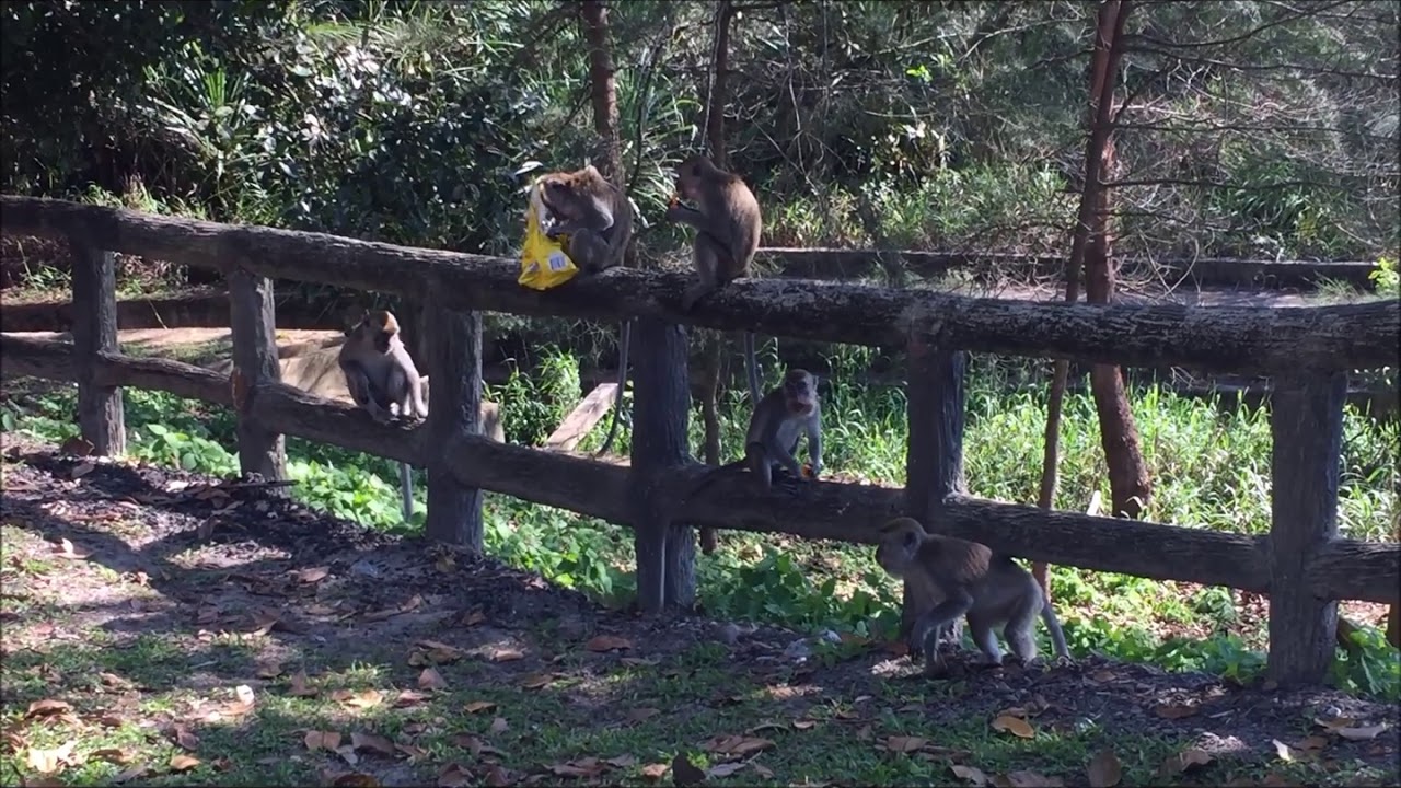Fun Sunday! Monkeys Everywhere! - YouTube