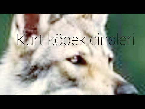 kurt köpek cinsleri