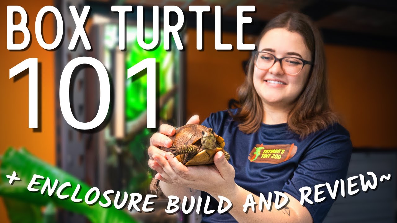 Box Turtle Care Guide + Box Turtle Enclosure Build | are Amazon ...