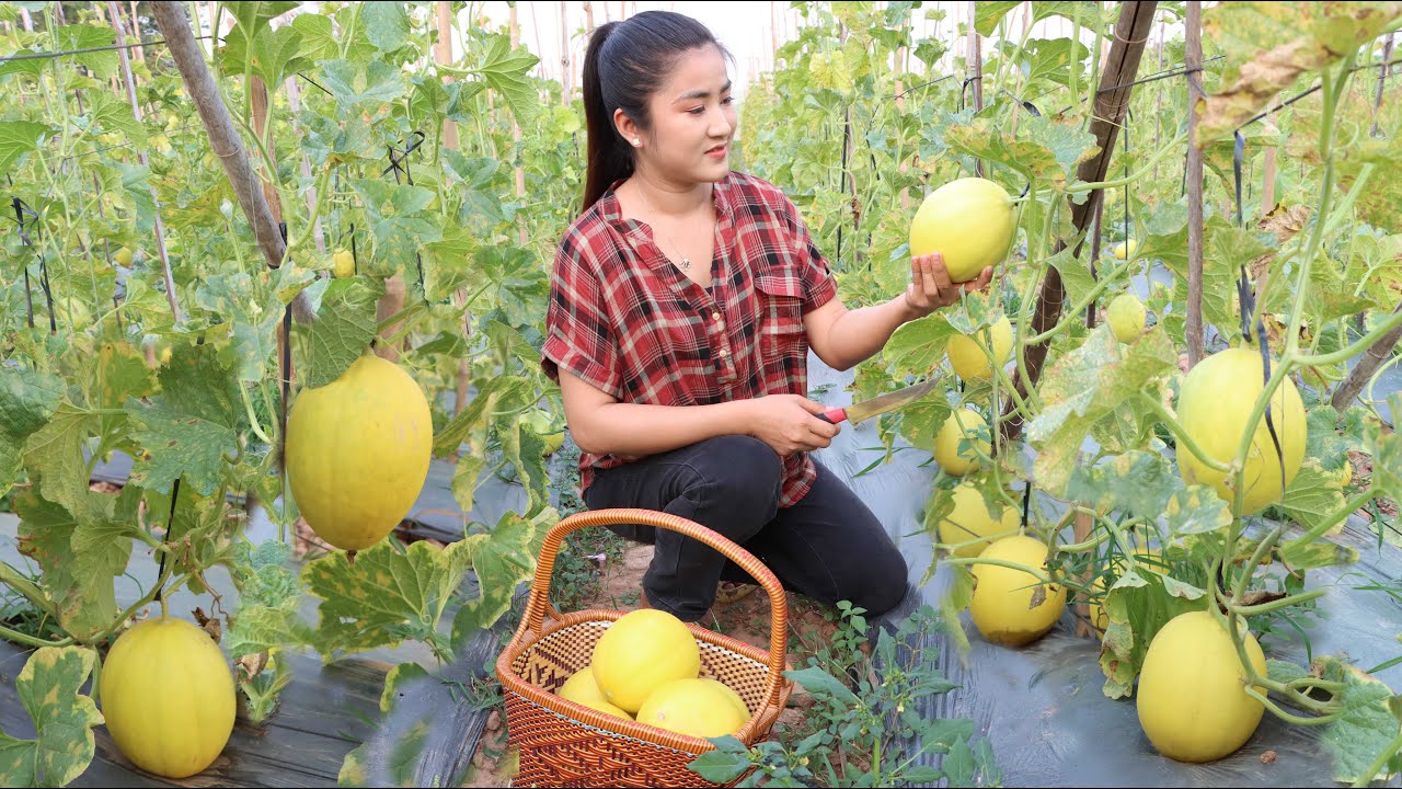 Have you ever picked round yellow melon at your place? / Sweet round ...