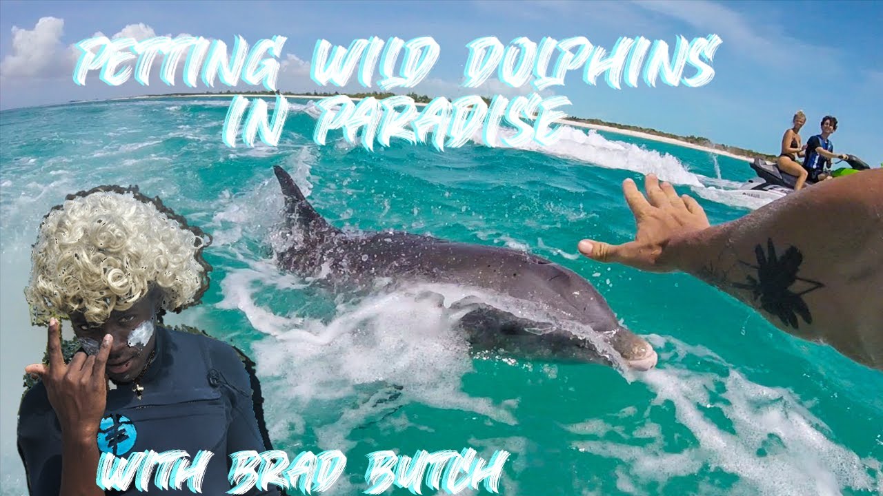 Petting Wild Dolphins In Paradise! - YouTube