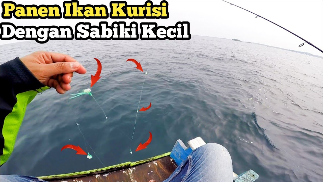 PANEN...!!! Mancing Ikan Kurisi Dengan Sabiki Kecil Warna Hijau + Cumi ...