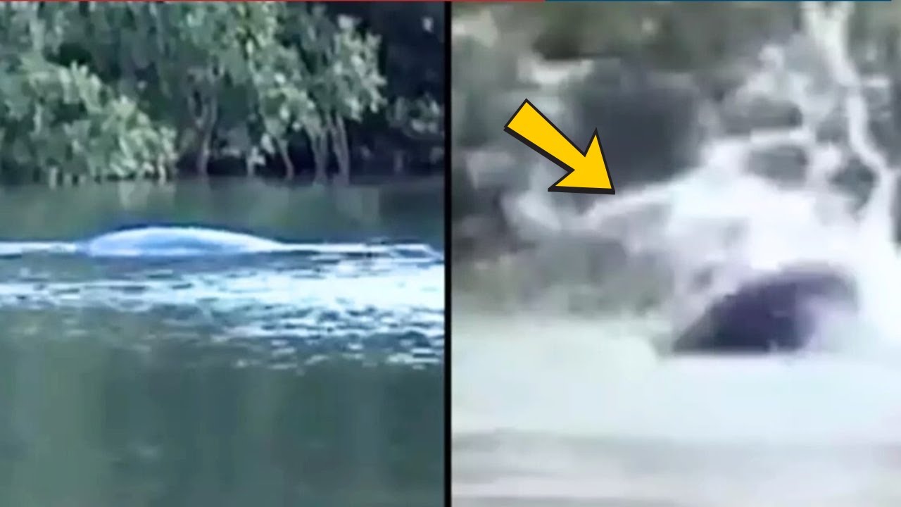 Loch Ness Monster REAL SIGHTINGS | Nessie Caught on Camera in Scotland ...
