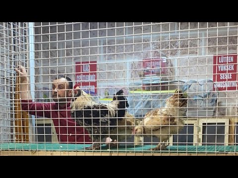 DÜZCE SÜS TAVUĞU MEZATI