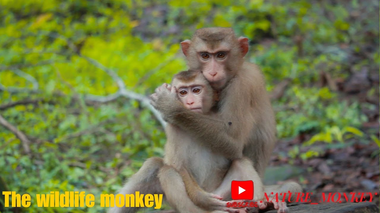LEO monkeys communicate with each other, including vocalizations, body ...