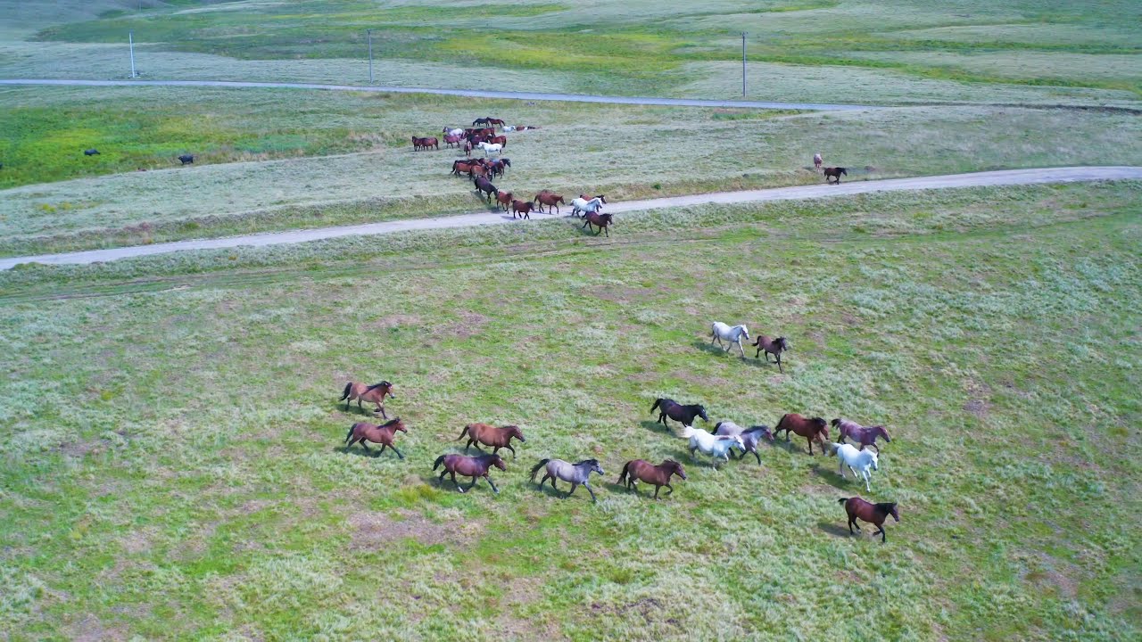 Aerial View Of A Herd Of Horses - YouTube