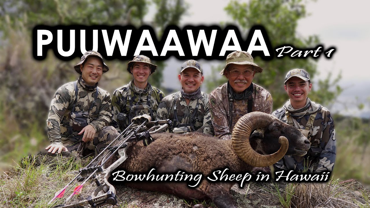 Puuwaawaa : Bowhunting Hawaii Wild Sheep Part 1 - YouTube