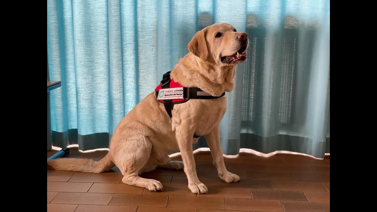 Pet Therapy a scuola: progetto PET SCHOOL. - YouTube