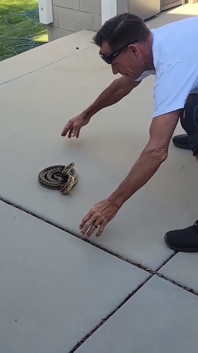How to Catch a Snake without getting Bit! #snake - YouTube