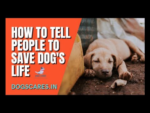 How to urge people to save the lives of pets. [+video]