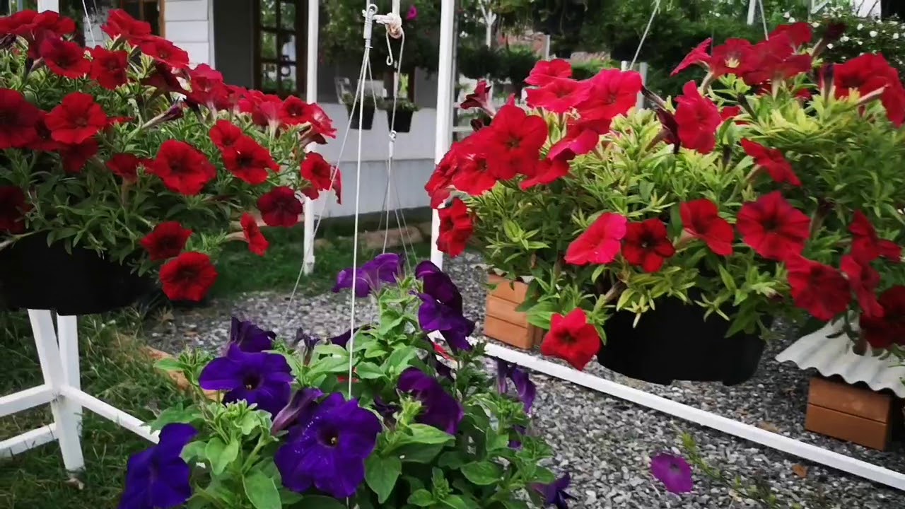 พิทูเนีย Petunia Easy Wave Red Velour สีแดงเรลเวลรัว บ้านสีขาว - YouTube