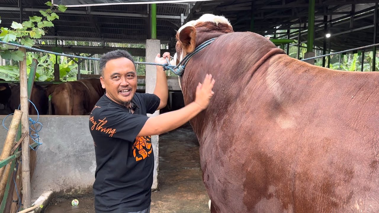 SAPI 1 TON mulai 65 Juta… SAPI LUDES TERJUAL HINGGA ORANG MALAYSIA‼️ ...