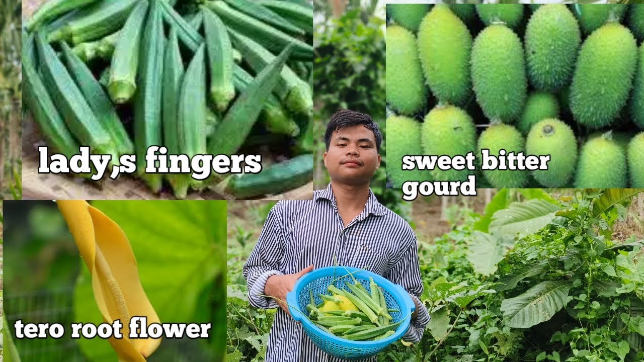 Collecting Organic Vegetables ll Lady Finger, Sweet Bitter Gourd and ...