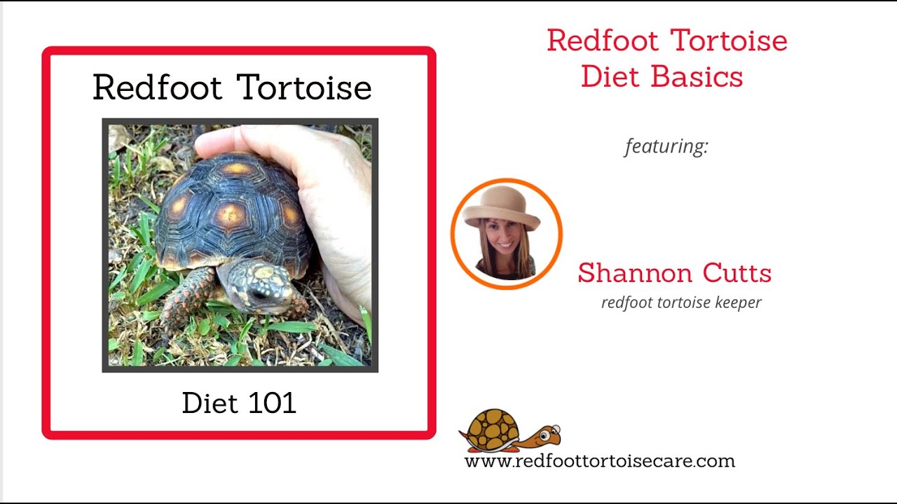 Redfoot Tortoise Diet Basics - YouTube