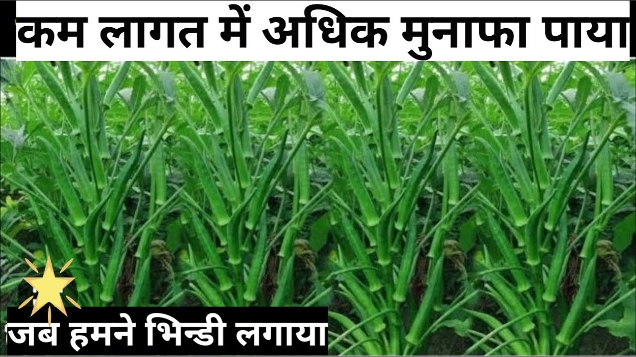 भिंडी की खेती कब और कैसे करें। Okra Farming In India। Lady Finger ...