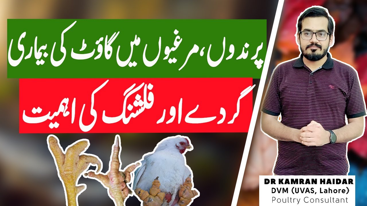 Gout in Chickens | Kidney Flushing in Chickens | Gout Treatment ...