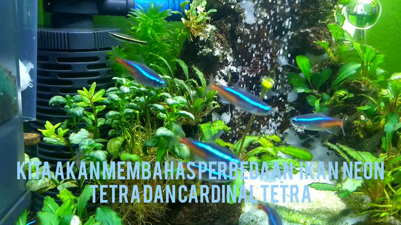 Perbedaan Ikan Neon Tetra dan Cardinal Tetra - YouTube