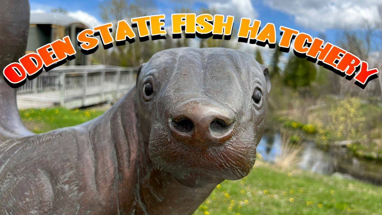 Oden State Fish Hatchery in Oden Michigan! Tons of HUGE Fish! - YouTube