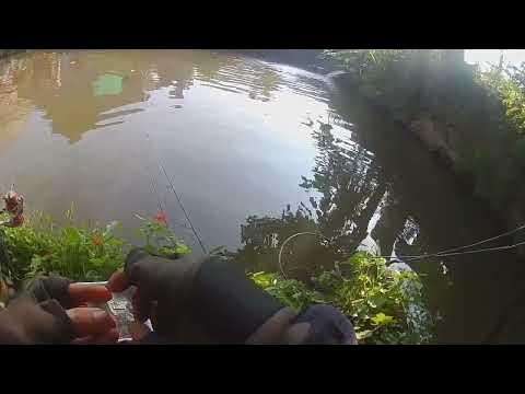 Mancing Borongan Harga 1 juta Kolam Kecil Ikan Banyak - YouTube