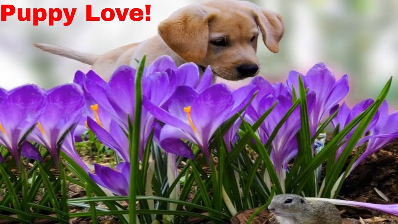 An Absolute Array of Adorable Puppies! - YouTube