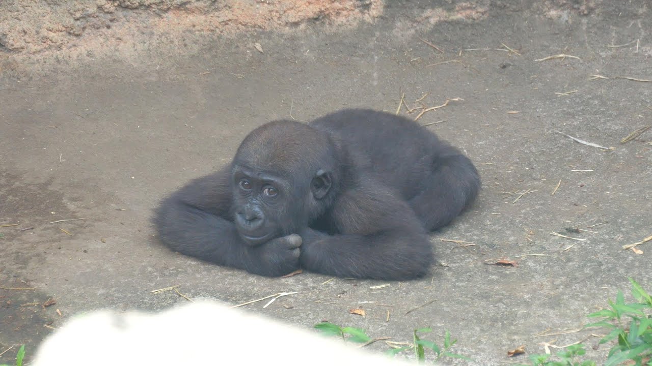 一人遊びが大好きなスモモ（Sumomo loves playing alone） 上野動物園 ゴリラ 202309 - YouTube