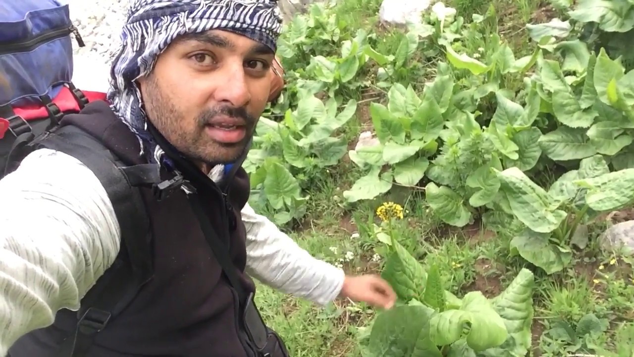 Natural Herbs Best For Heart Disease YouTube natural-herbs-best-for-heart-disease-youtube