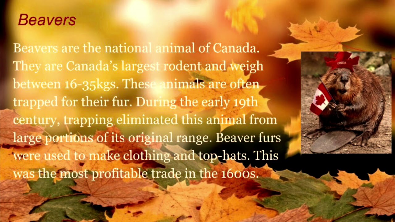 Canadian Nature & Wildlife Presentation - YouTube