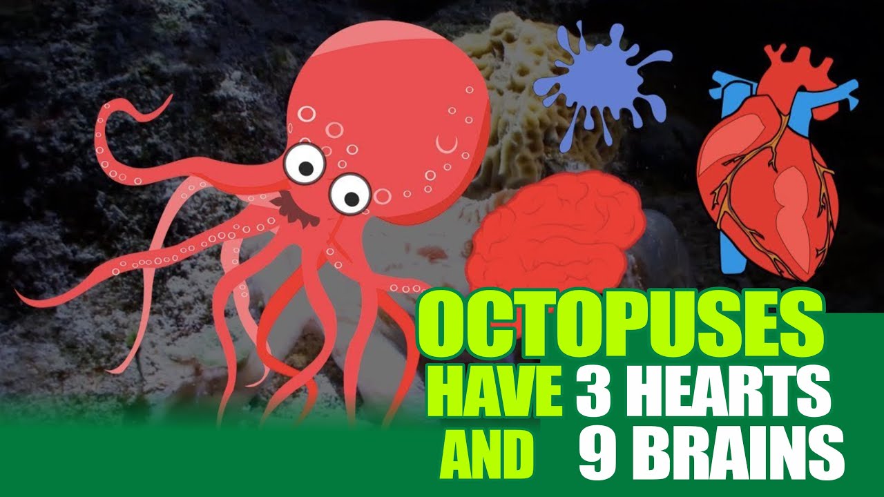 Octopuses Have 3 Hearts and 9 Brains | Fascinating Octopus Facts - YouTube