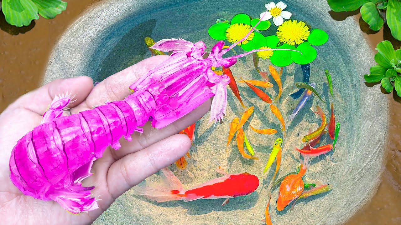 Great Catch Giant Mantis Shrimp In Eggs, Sailfish, Guppy Full Gold ...