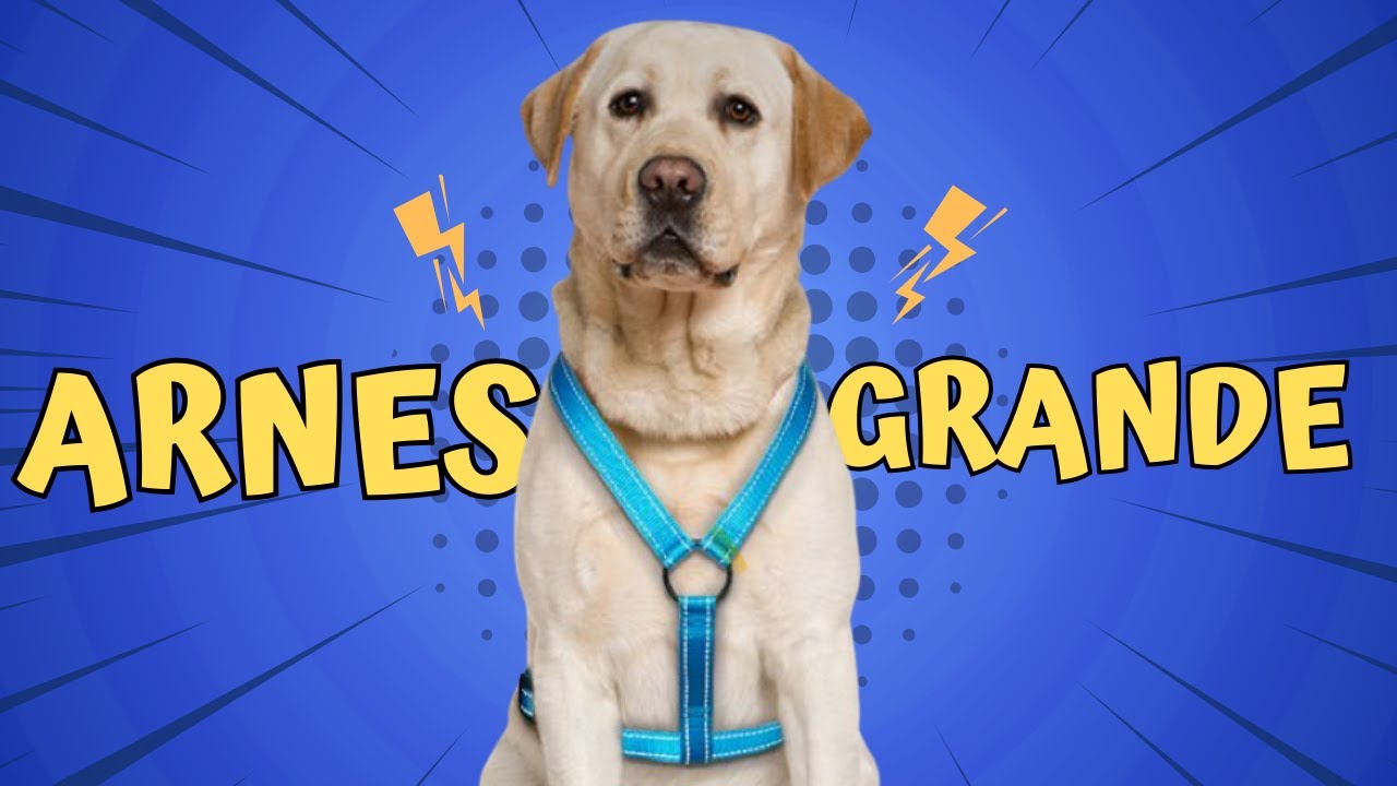 Paso a Paso ARNES para PERROS Grandes - YouTube
