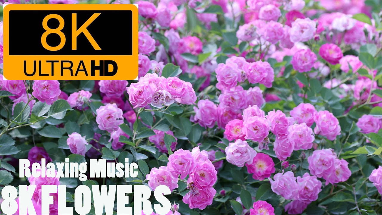 8K / 8K ULTRA HD / 8K TV – The Most Beautiful Flowers Collection ...
