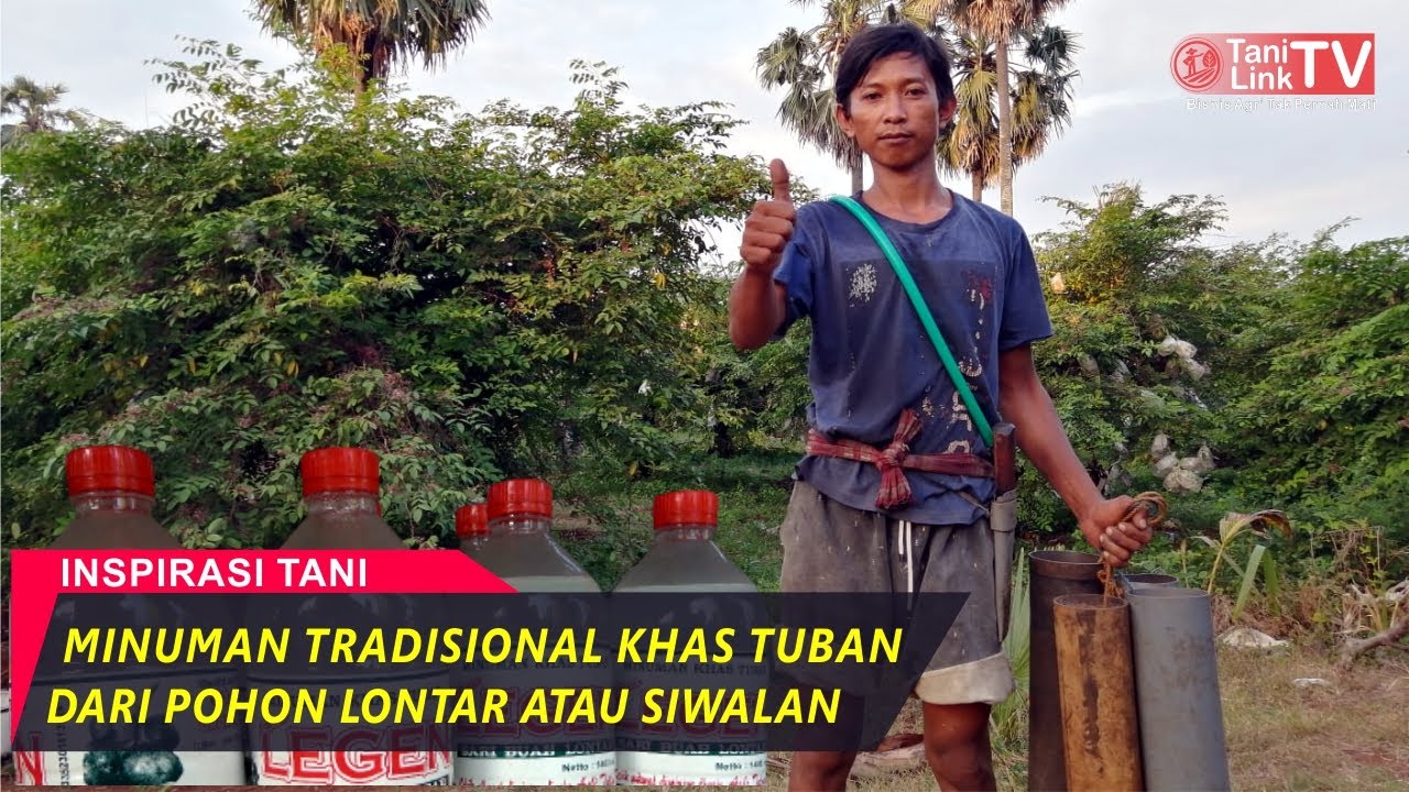 Proses Pembuatan Tuak dan Legen Dari Pohon Lontar atau Siwalan - YouTube