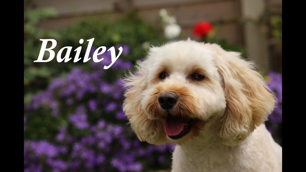 Bailey - YouTube