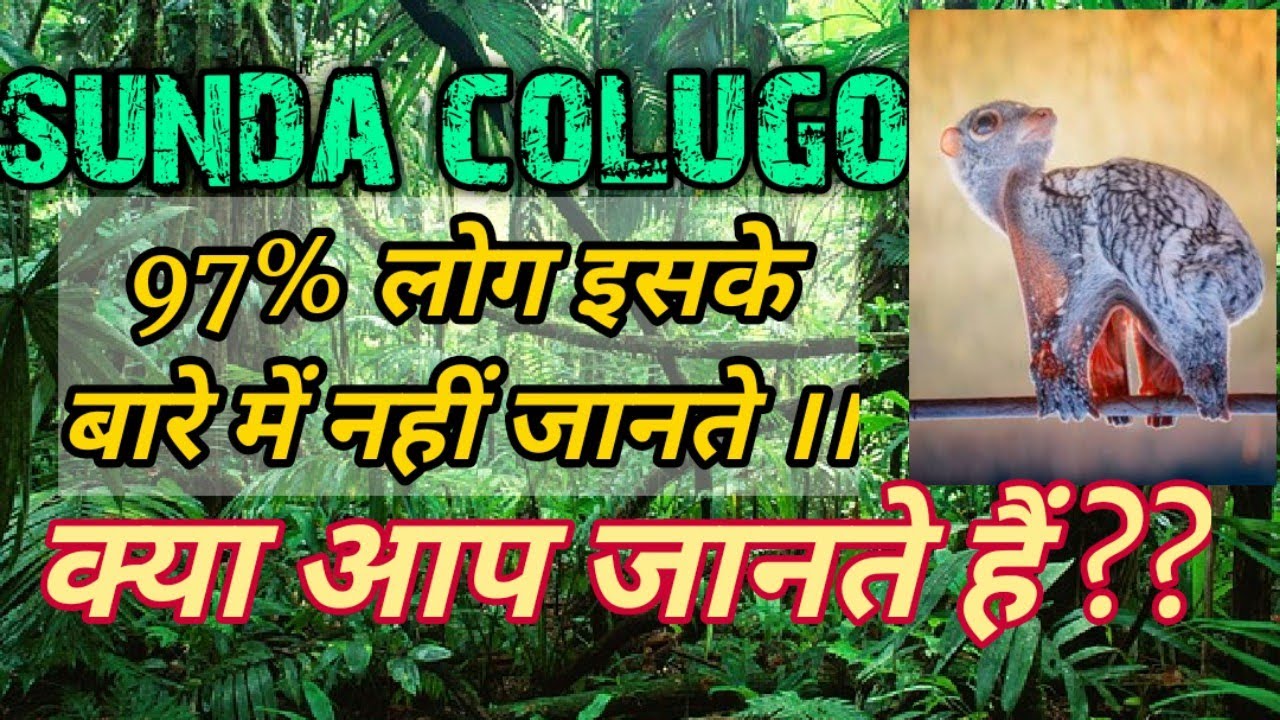 Animal series || episode - 4 || SUNDA COLUGO || - YouTube