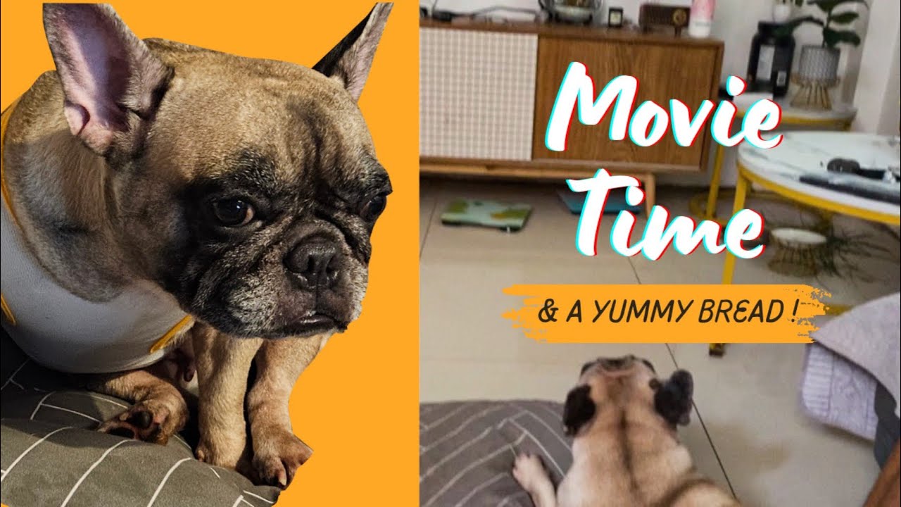 For This Frenchie, The Fun Never Stops! | Meld Guanzon - YouTube