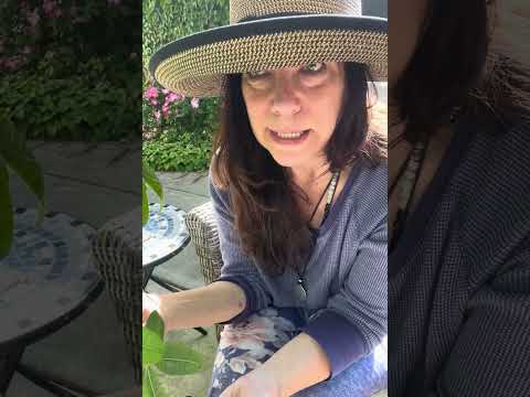 A natural way to get rid of honeydew on plants for good! 🌿