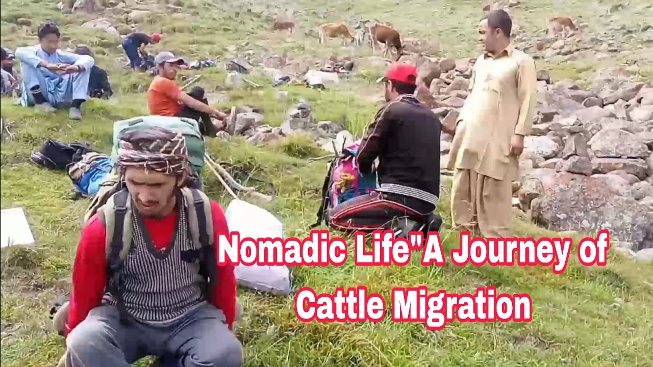 Nomadic Life"A Journey of Cattle Migration|Roaming with Herds ...