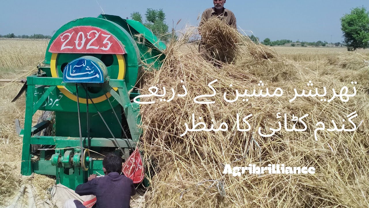 Wheat Harvesting using Threshing Machine | Thresher Machine ky sath ...