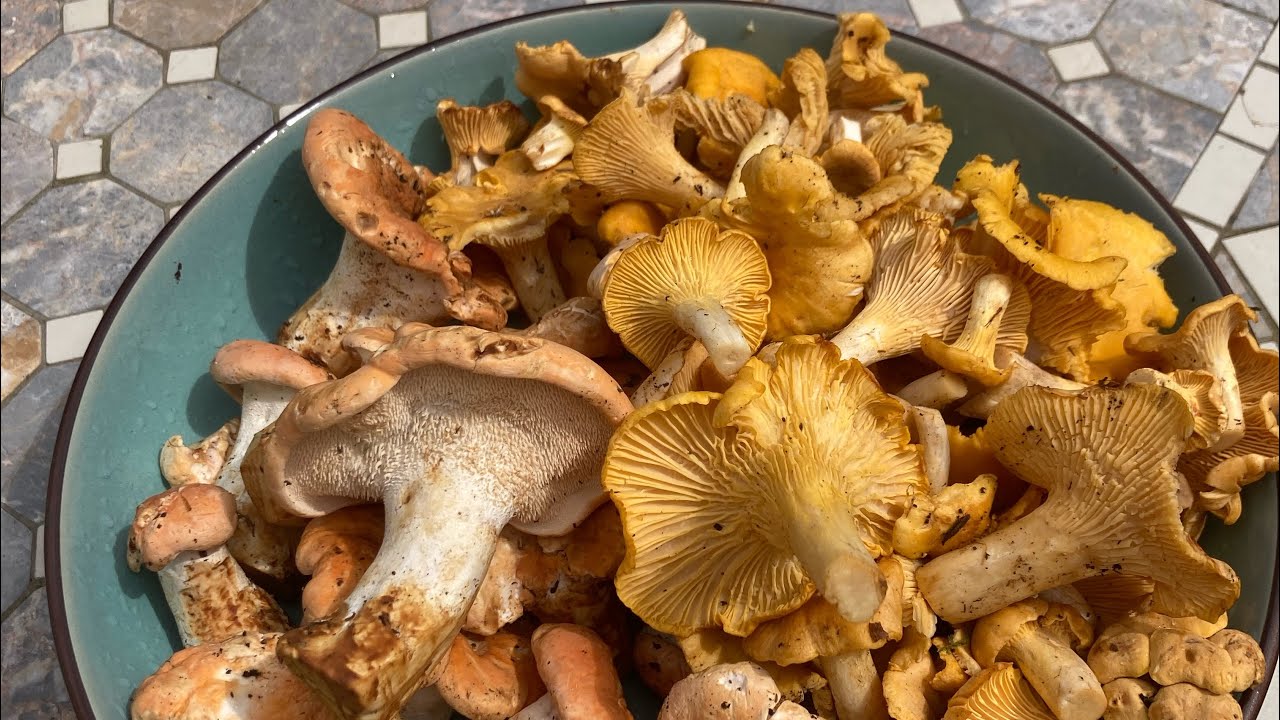 Girolles et les 1er pied de mouton 👍👍 - YouTube